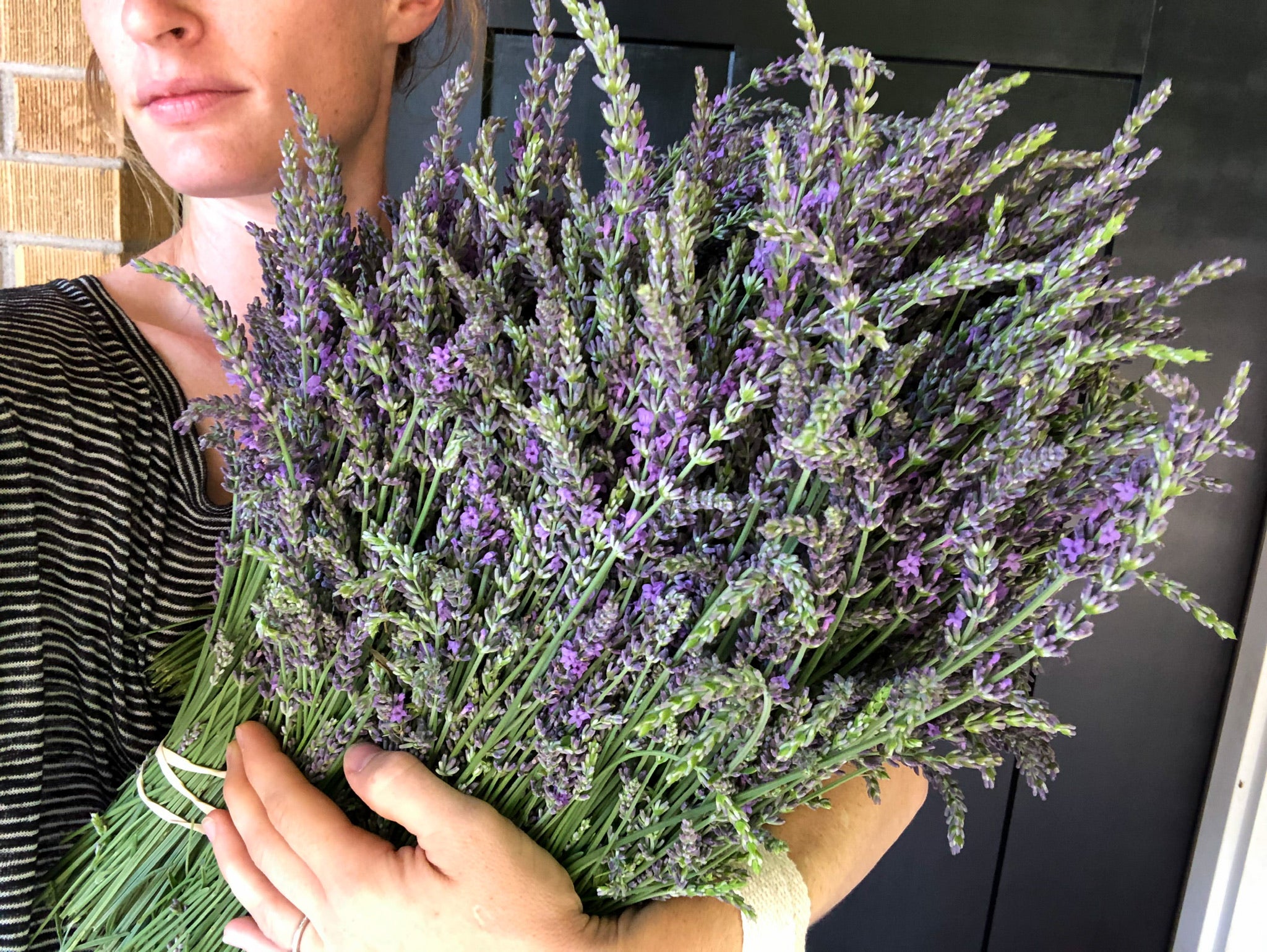 Lavender farm in the heart of the Midwest – The Lookout Farm